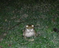 Ribbit GIFs - Get the best gif on GIFER