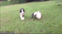 Squealing GIFs - Get the best gif on GIFER