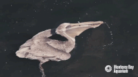 Pelican GIFs - Get the best gif on GIFER
