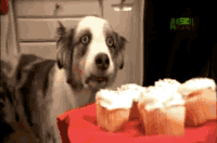 Milestone GIFs - Get the best gif on GIFER