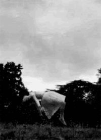 Rabid 1977 GIFs - Get the best gif on GIFER