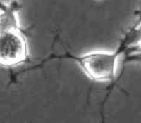 Neuron GIFs - Get the best gif on GIFER