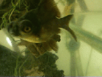 Goldfish GIFs - Get the best gif on GIFER