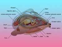 Mollusk GIFs - Get the best gif on GIFER