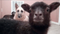 Lamb GIFs - Get the best gif on GIFER