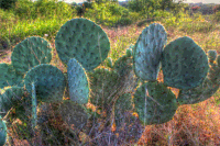 Cactus GIFs - Get the best gif on GIFER