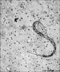 White blood cells GIF - Conseguir o melhor gif em GIFER