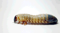 Insects GIFs - Get the best gif on GIFER