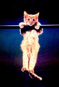 There GIFs - Get the best gif on GIFER