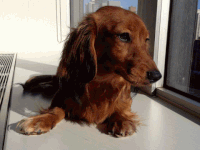 Teckel GIFs - Get the best gif on GIFER