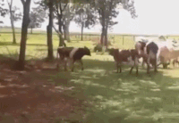 Bode GIF - Conseguir o melhor gif em GIFER