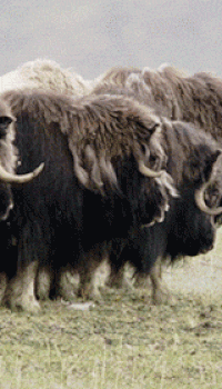 Oxen GIFs - Get the best gif on GIFER