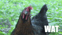 Rooster GIFs - Get the best gif on GIFER