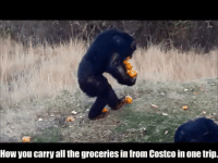 Carry GIFs - Get the best gif on GIFER