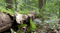 Ducklings GIFs - Get the best gif on GIFER