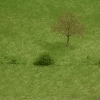 Grass GIFs - Get the best gif on GIFER