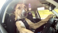 Driver GIFs - Get the best gif on GIFER