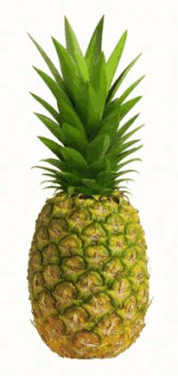 Pineapples GIFs - Get the best gif on GIFER