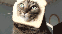 Noooooooo GIFs - Get the best gif on GIFER