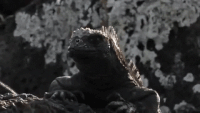 Iguana GIFs - Get the best gif on GIFER