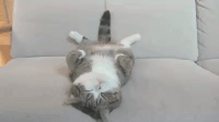Naps GIFs - Get the best gif on GIFER