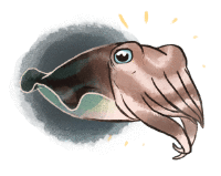 Cuttlefish GIFs - Get the best gif on GIFER