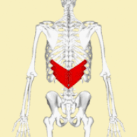 Muscle GIFs - Obtenez le meilleur gif sur GIFER