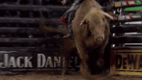 Bull GIFs - Get the best gif on GIFER
