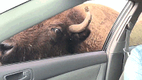 Buffalo GIFs - Get the best gif on GIFER