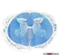 Histology GIF - Conseguir o melhor gif em GIFER