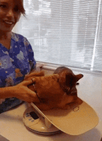 Vete Gif