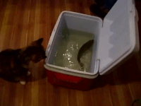 Options GIFs - Get the best gif on GIFER