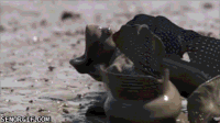 Mudskippers GIFs - Get the best gif on GIFER
