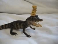 Alligators GIFs - Get the best gif on GIFER