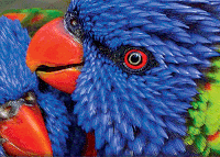 Lenticular GIFs - Get the best gif on GIFER