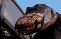 Swamp GIFs - Get the best gif on GIFER