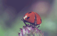 Insect GIFs - Get the best gif on GIFER