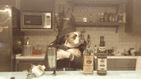 Bartender GIFs - Get the best gif on GIFER