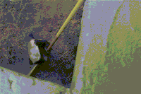 Badger GIFs - Get the best gif on GIFER