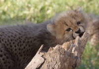 Cheetah GIFs - Get the best gif on GIFER