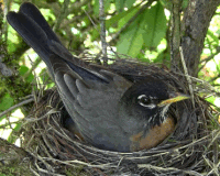 Nest GIFs - Get the best gif on GIFER