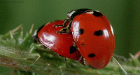 Ladybugs GIFs - Get the best gif on GIFER
