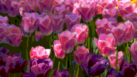Tulip GIFs - Get the best gif on GIFER