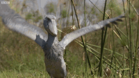Shoebill GIFs - Obtenez le meilleur gif sur GIFER
