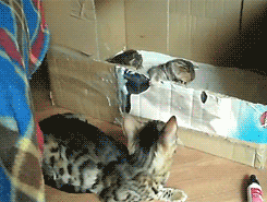 Flashheart GIFs - Get the best gif on GIFER