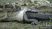 Alligator GIFs - Get the best gif on GIFER