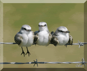 Tee hee GIF - Conseguir o melhor gif em GIFER