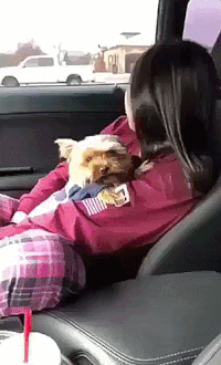 Guard dog GIFs - Get the best gif on GIFER