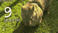 Wombat GIFs - Get the best gif on GIFER