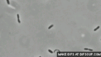 Bacteria GIFs - Get the best gif on GIFER